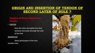 cadaveric study of structures present in second layer of sole | PPTX
