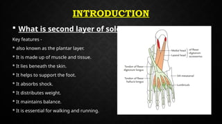 cadaveric study of structures present in second layer of sole | PPTX
