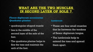cadaveric study of structures present in second layer of sole | PPTX