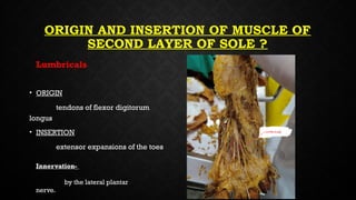 cadaveric study of structures present in second layer of sole | PPTX