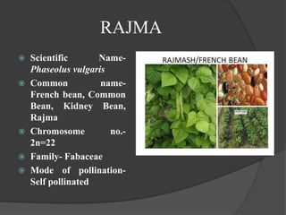 Breeding in Rajma | PPTX