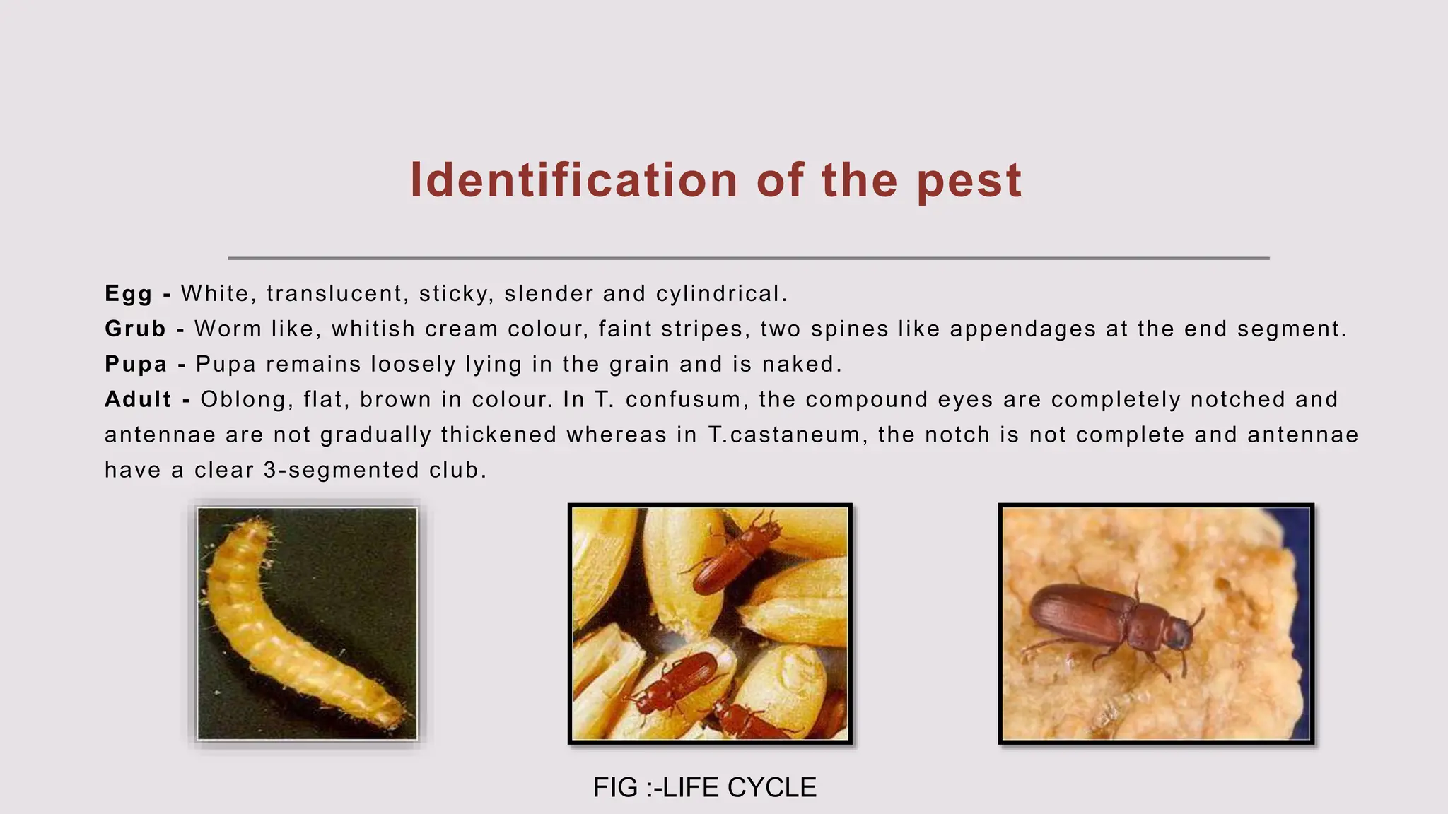 RAJ NANDINI (secondary store grain pest ).pptx
