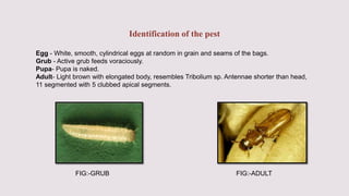 RAJ NANDINI (secondary store grain pest ).pptx
