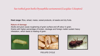 RAJ NANDINI (secondary store grain pest ).pptx