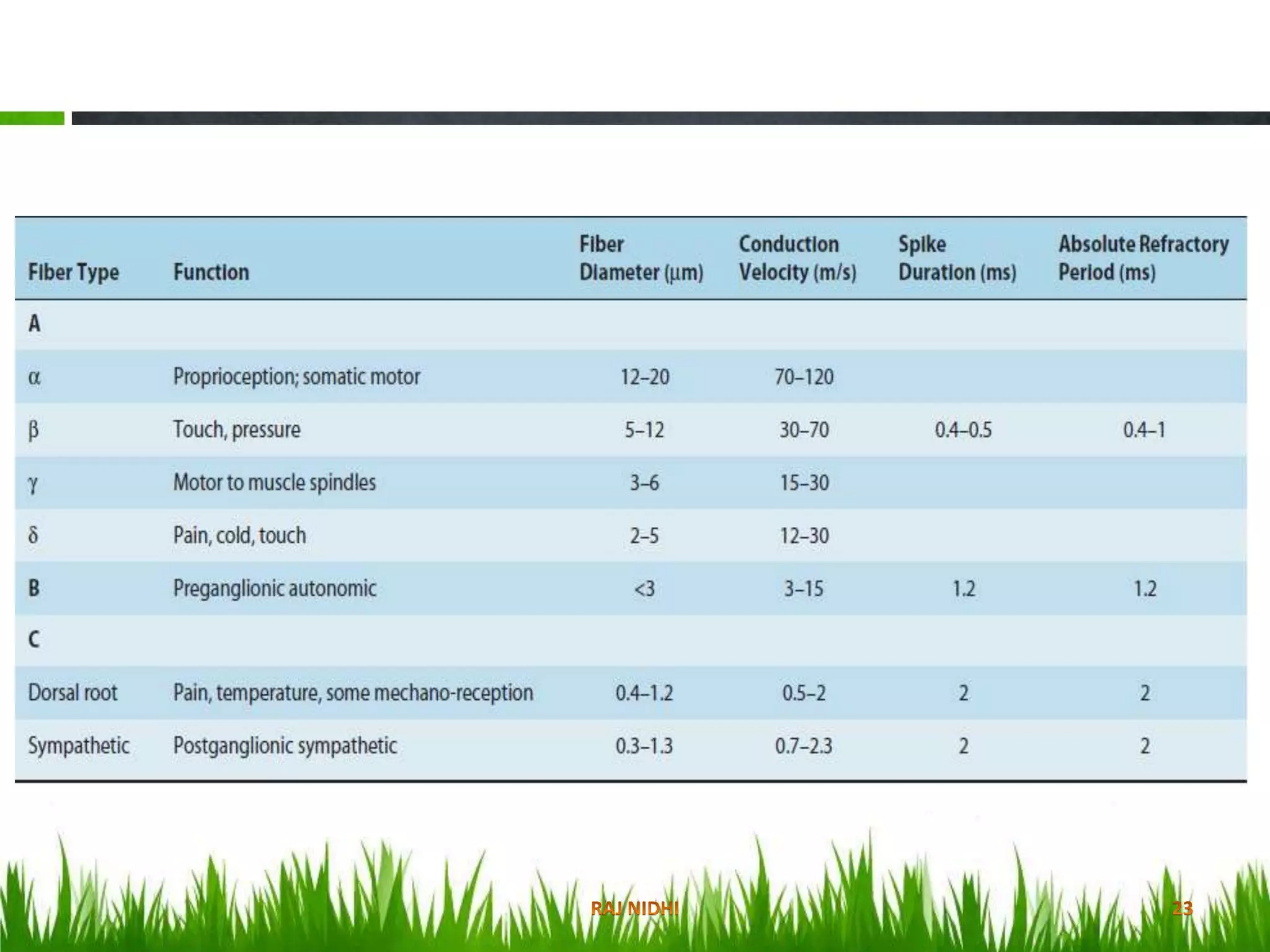 classification of nerve fibers | PPTX