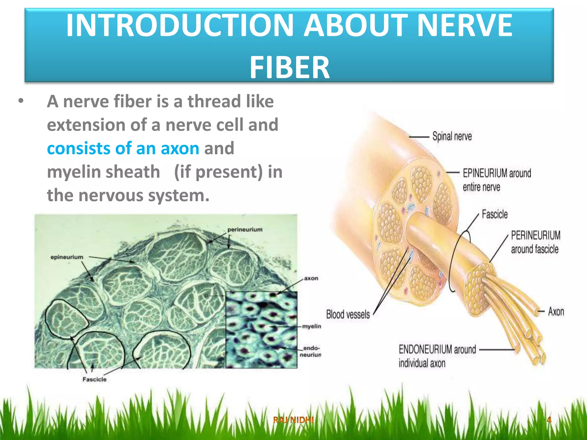 classification of nerve fibers | PPTX