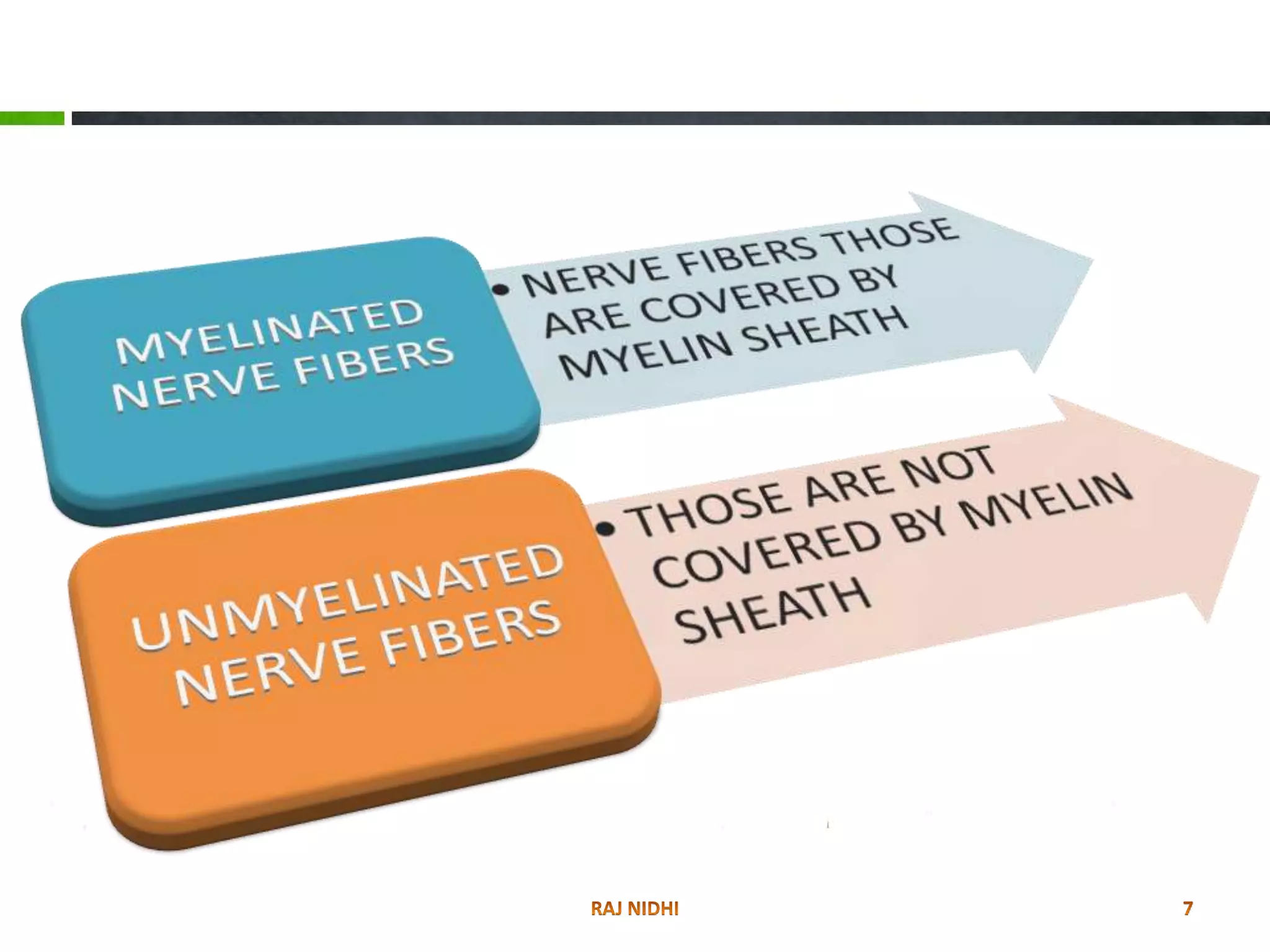classification of nerve fibers | PPTX