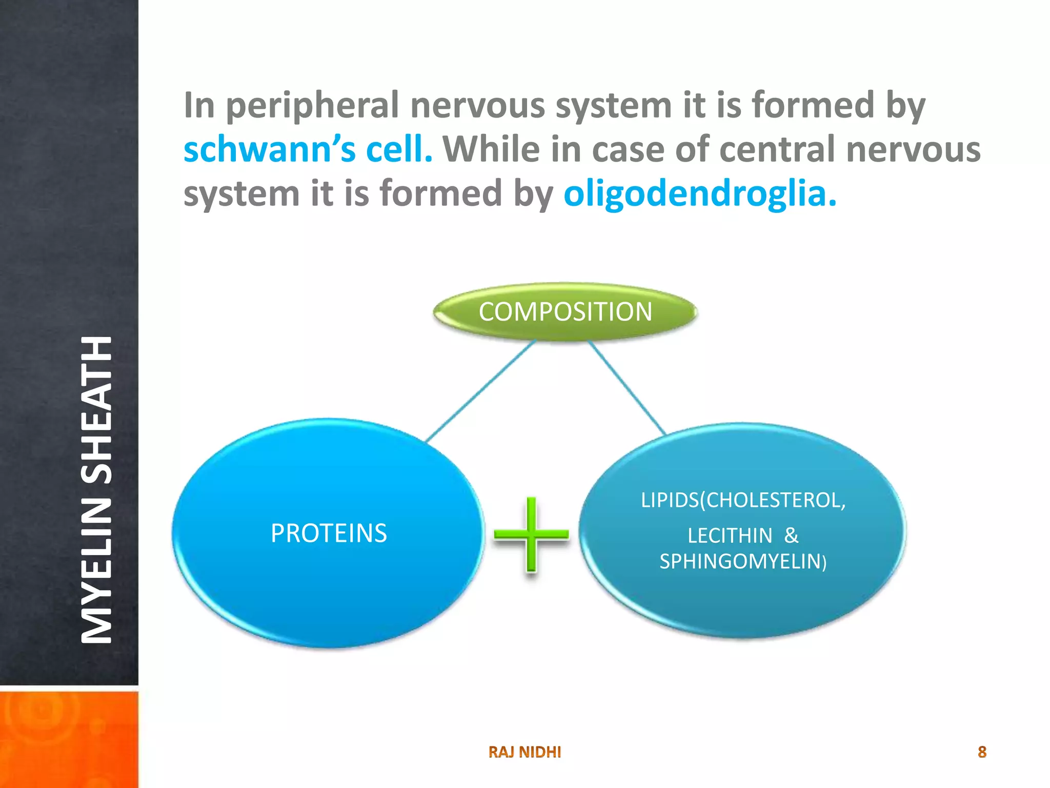classification of nerve fibers | PPTX