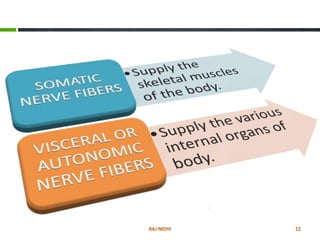 classification of nerve fibers | PPTX