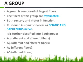 classification of nerve fibers | PPTX