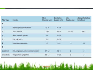 classification of nerve fibers | PPTX