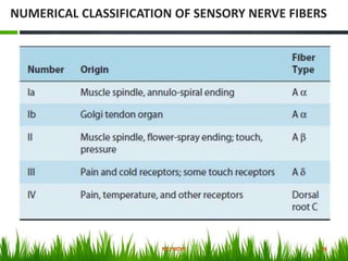 classification of nerve fibers | PPTX