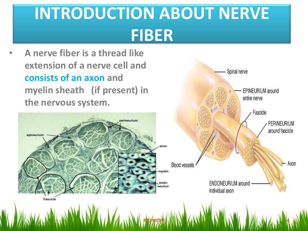 classification of nerve fibers