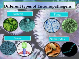 insect pest management | PPT