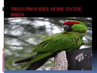 Powerpoint Presentation on Trees by Rajneesh Ranjan Jha | PPTX