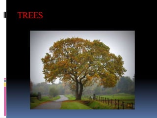 Powerpoint Presentation on Trees by Rajneesh Ranjan Jha | PPTX