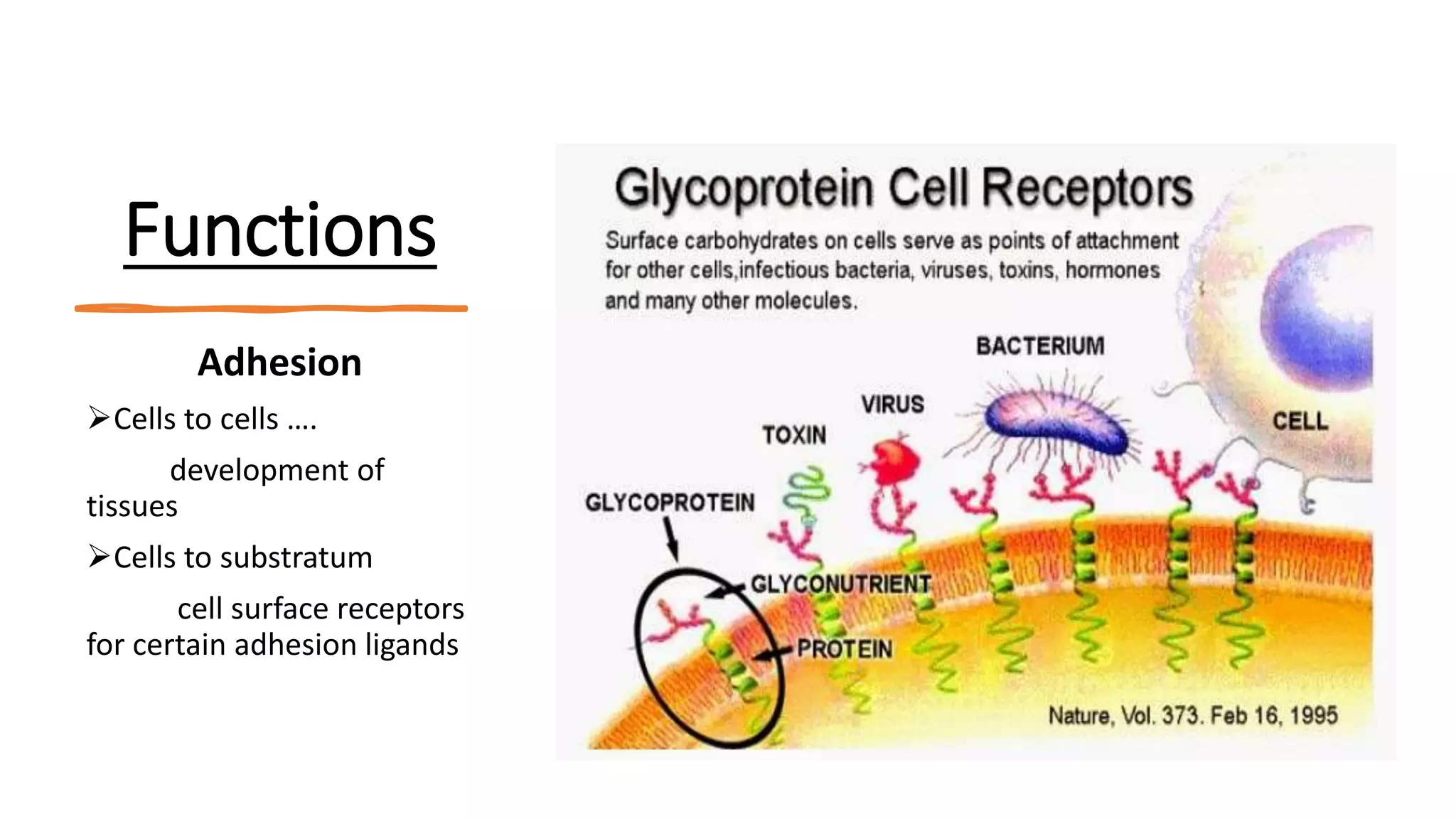 glycoprotein.pptx