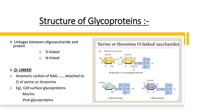 glycoprotein.pptx