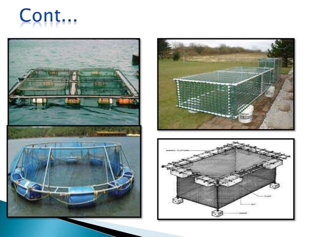 overview of cage culture ppt. | PPTX | Fish and Aquariums | Pets