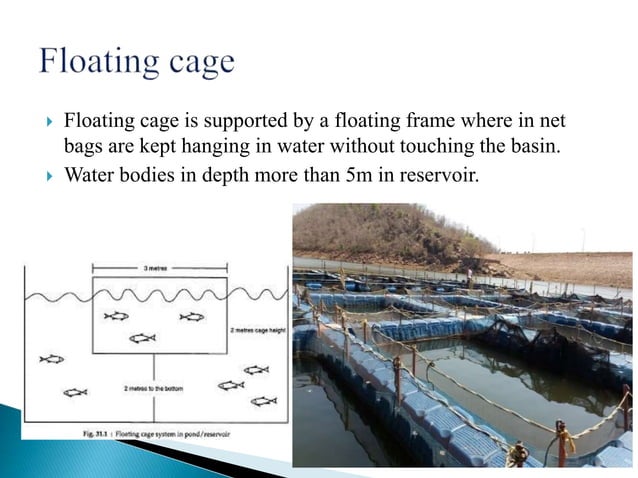 overview of cage culture ppt. | PPTX | Fish and Aquariums | Pets