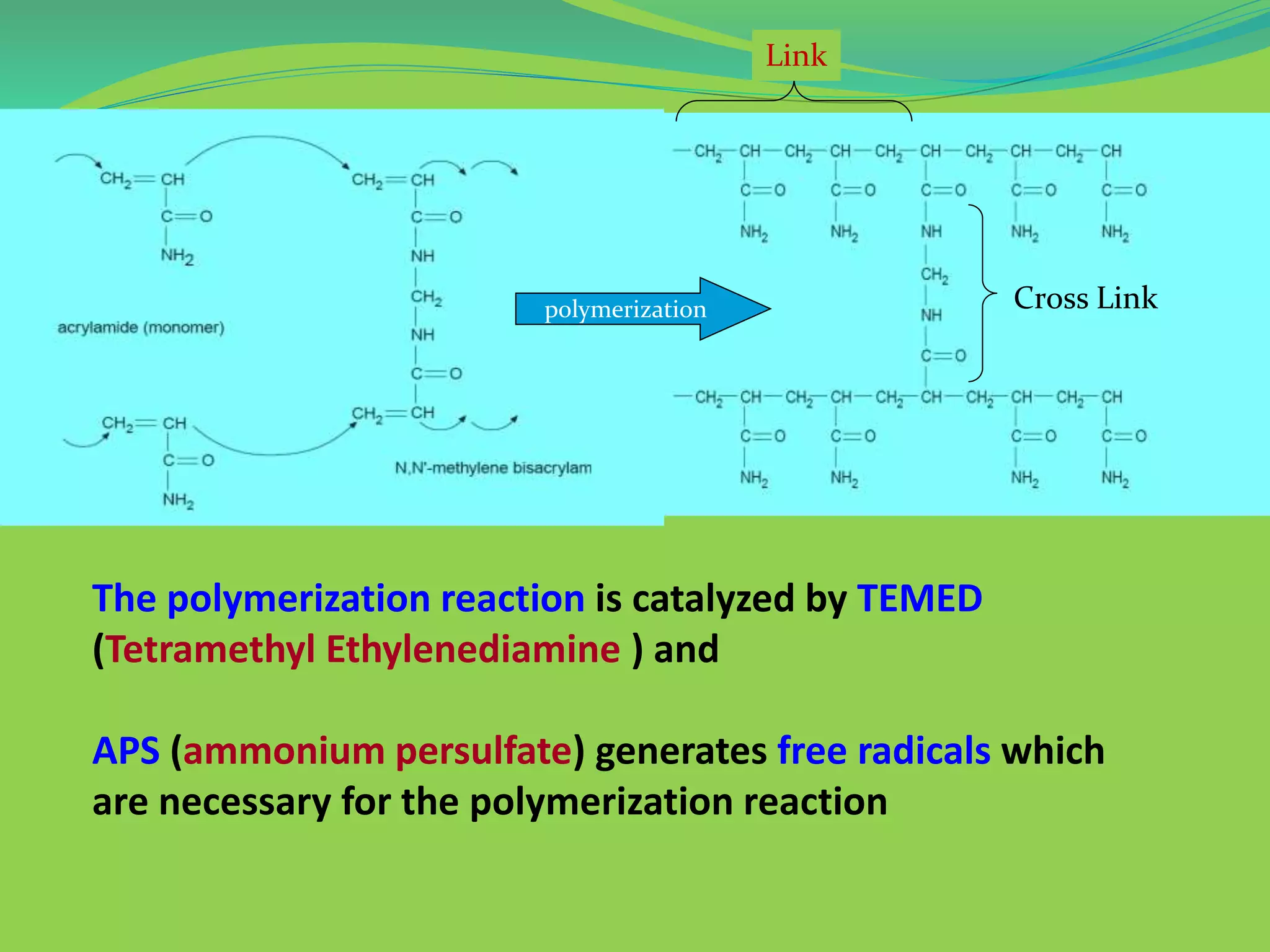 western blot analysis for protein | PPTX