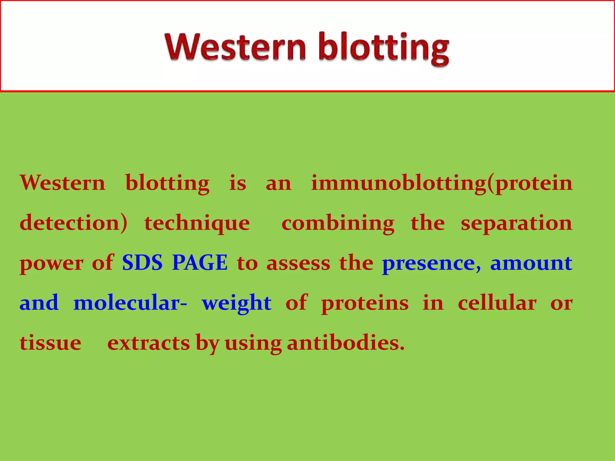 western blot analysis for protein | PPTX