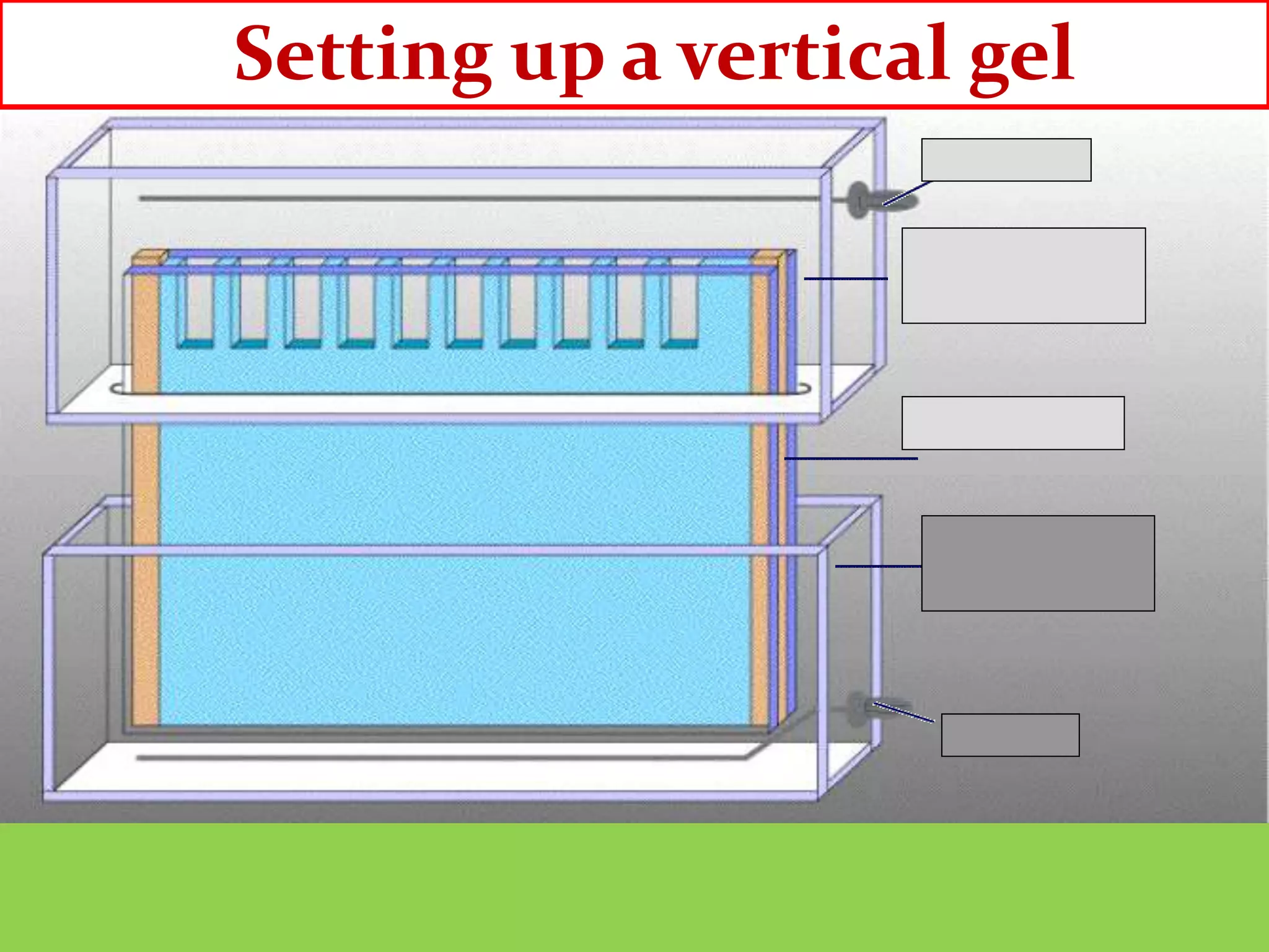 western blot analysis for protein | PPTX