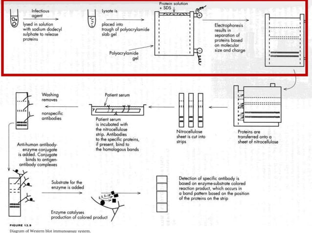western blot analysis for protein | PPTX | Chemistry | Science