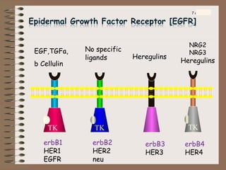 study of EGFR protein expression and mutation | PPT