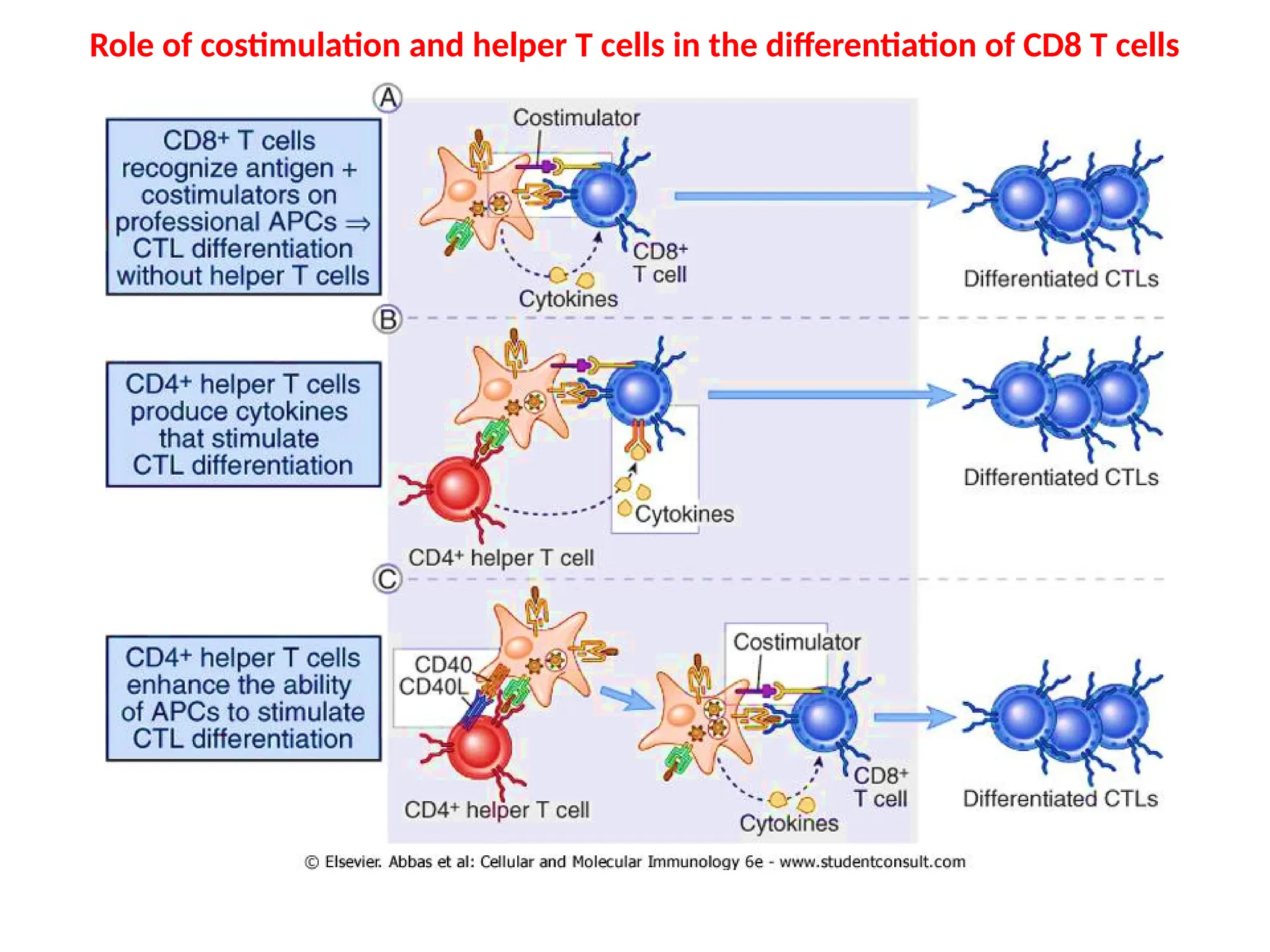 Immunology notes reg T and B cell activation | PPTX