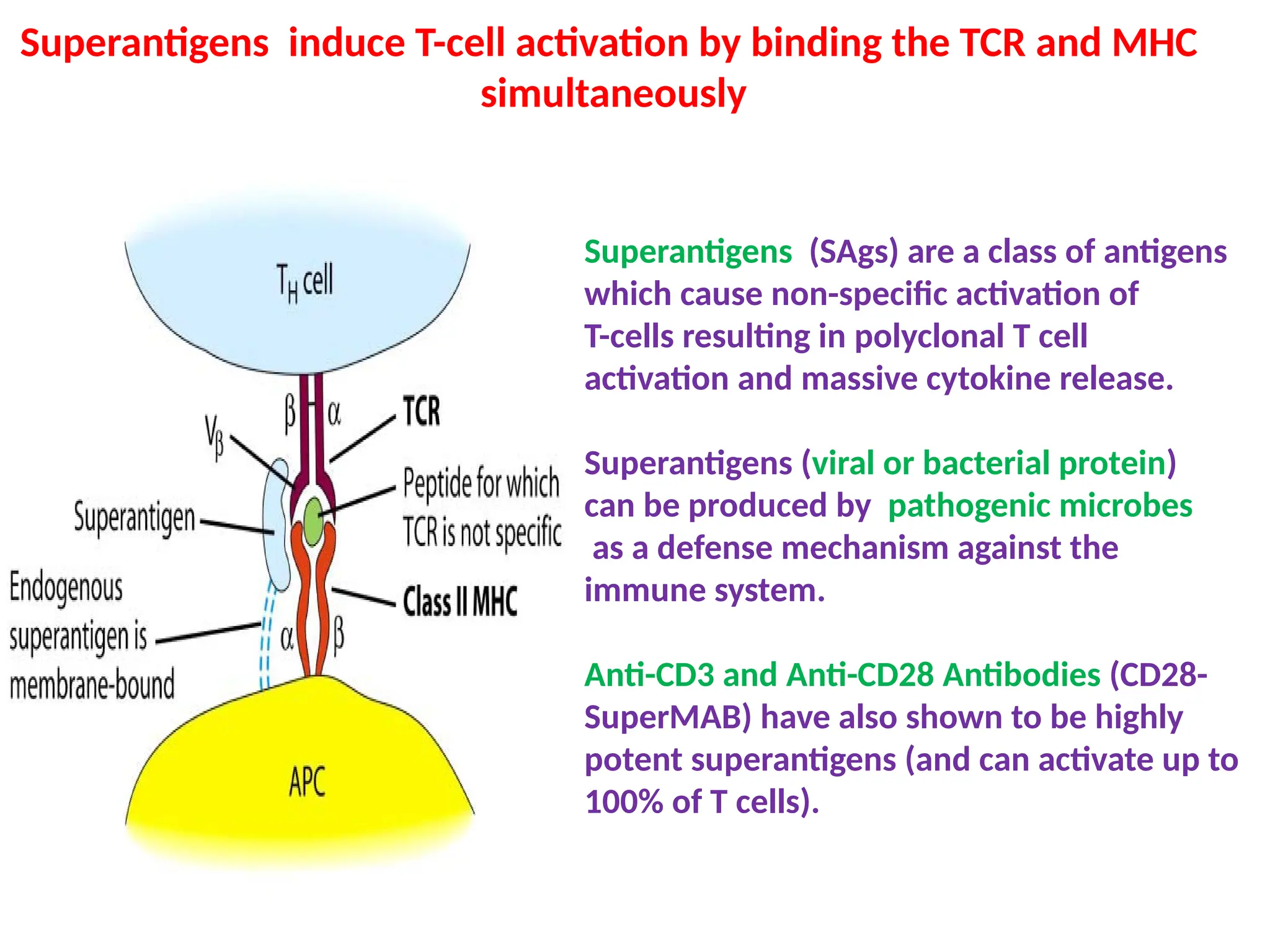 Immunology notes reg T and B cell activation | PPTX