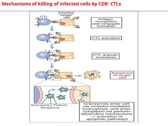 Immunology notes reg T and B cell activation | PPT