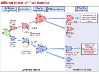 Immunology notes reg T and B cell activation | PPTX