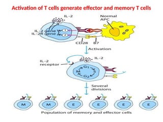 Immunology notes reg T and B cell activation | PPTX