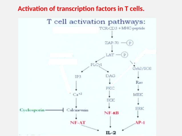 Immunology notes reg T and B cell activation | PPTX | Genetics | Science