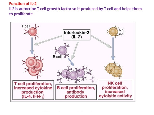Immunology notes reg T and B cell activation | PPTX | Genetics | Science