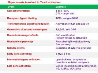 Immunology notes reg T and B cell activation | PPTX | Genetics | Science
