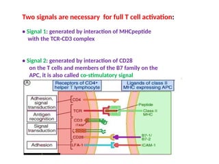 Immunology notes reg T and B cell activation | PPTX | Genetics | Science