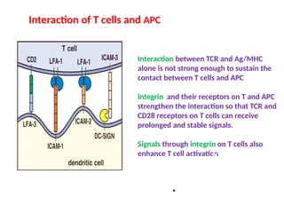 Immunology notes reg T and B cell activation | PPTX