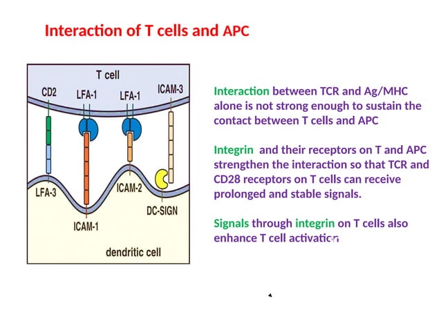 Immunology notes reg T and B cell activation | PPTX | Genetics | Science