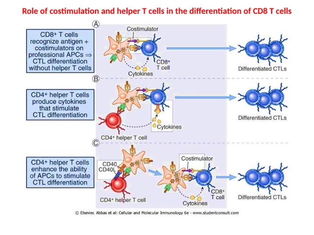 Immunology notes reg T and B cell activation | PPTX | Genetics | Science