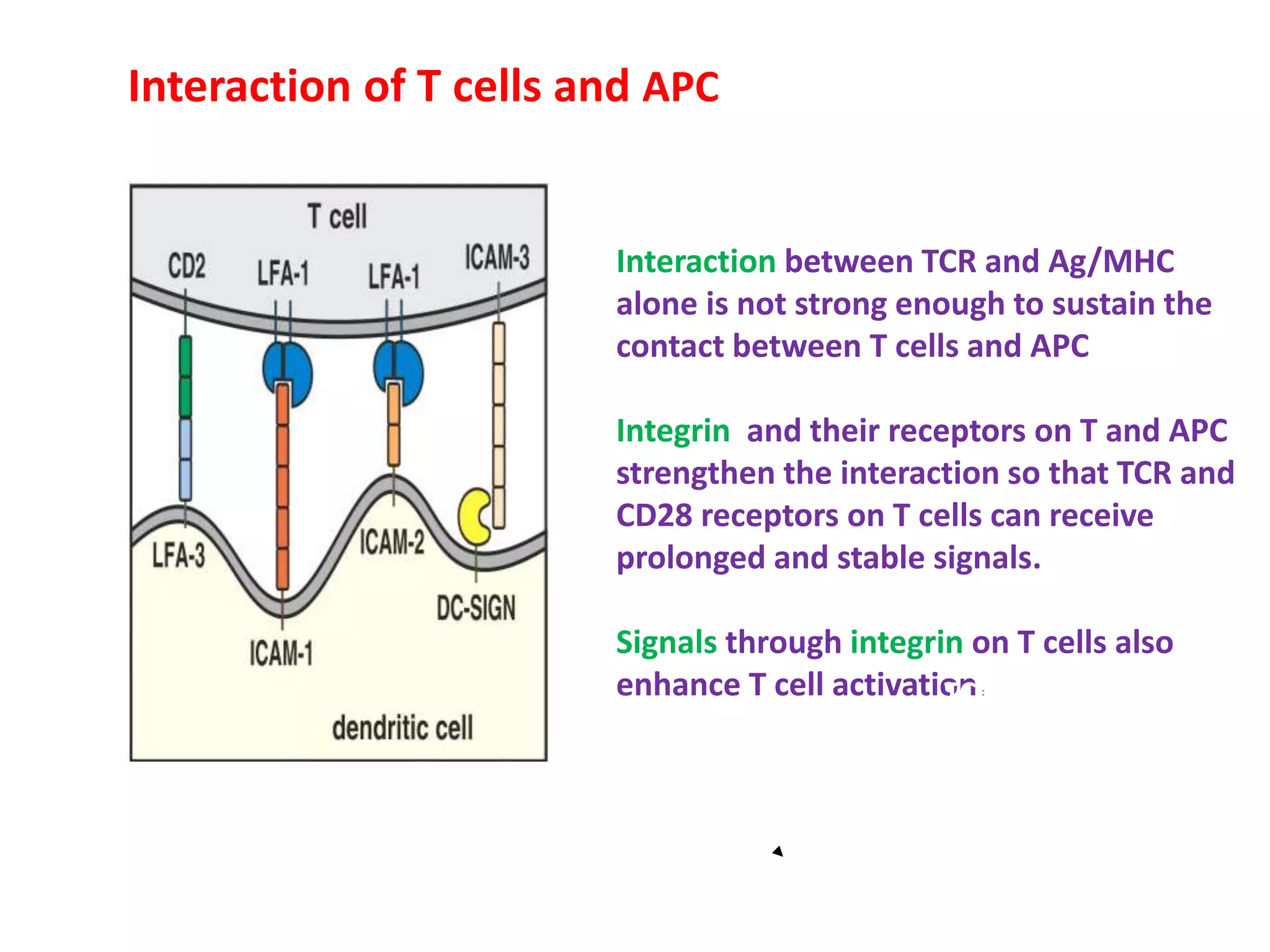 T CELL ACTIVATION AND IT'S TERMINATION | PPTX