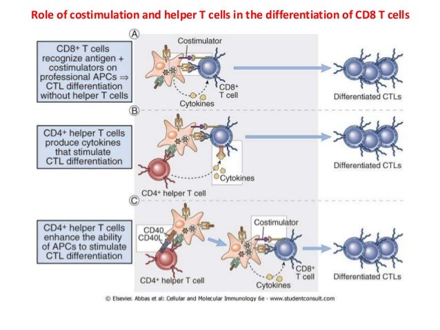 activation and differentiation slideshare