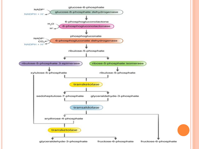 Pentose Phosphate Pathway and its application | PPTX | Endocrine and ...