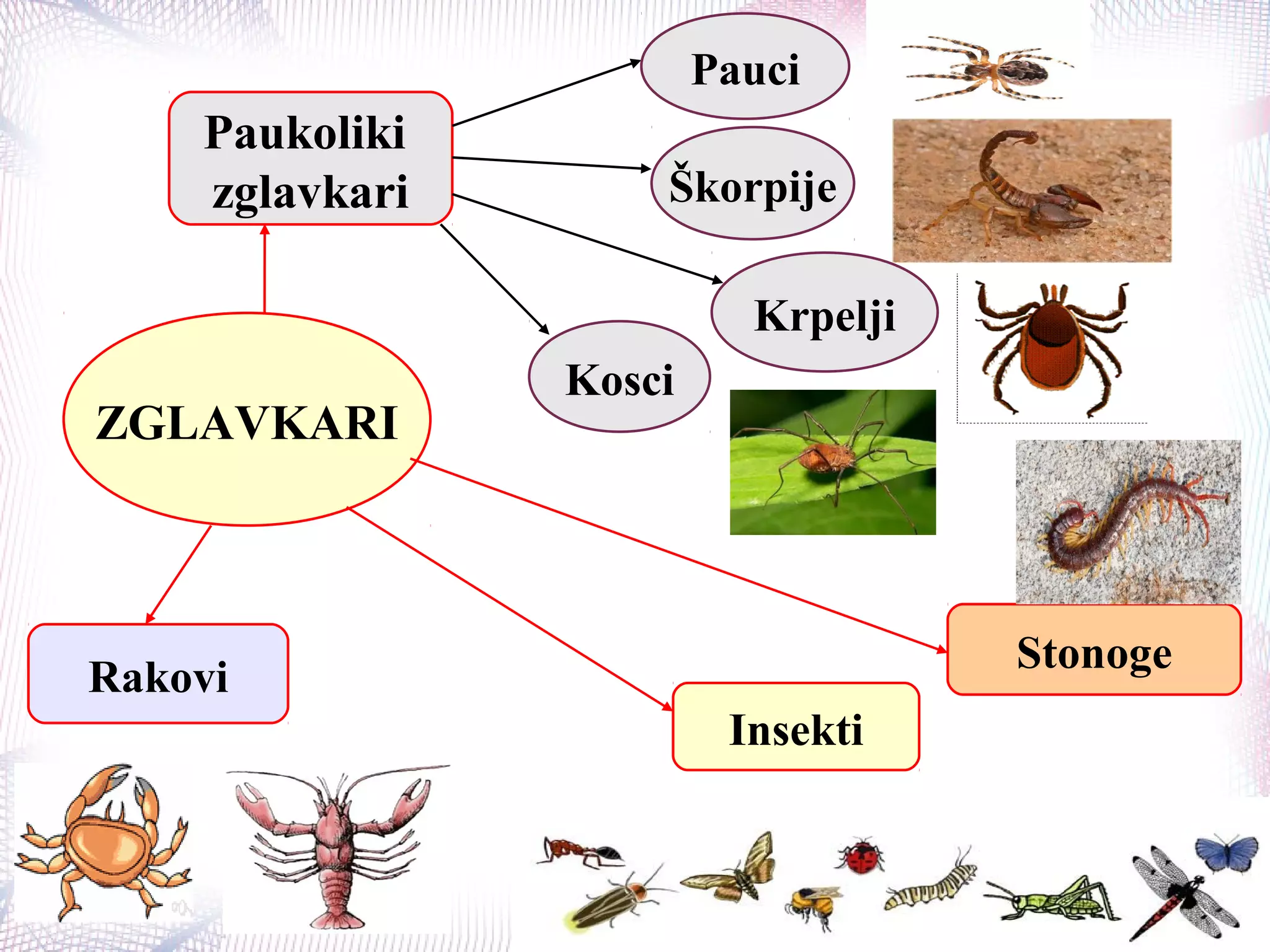 Zglavkari; Rakovi | PPT