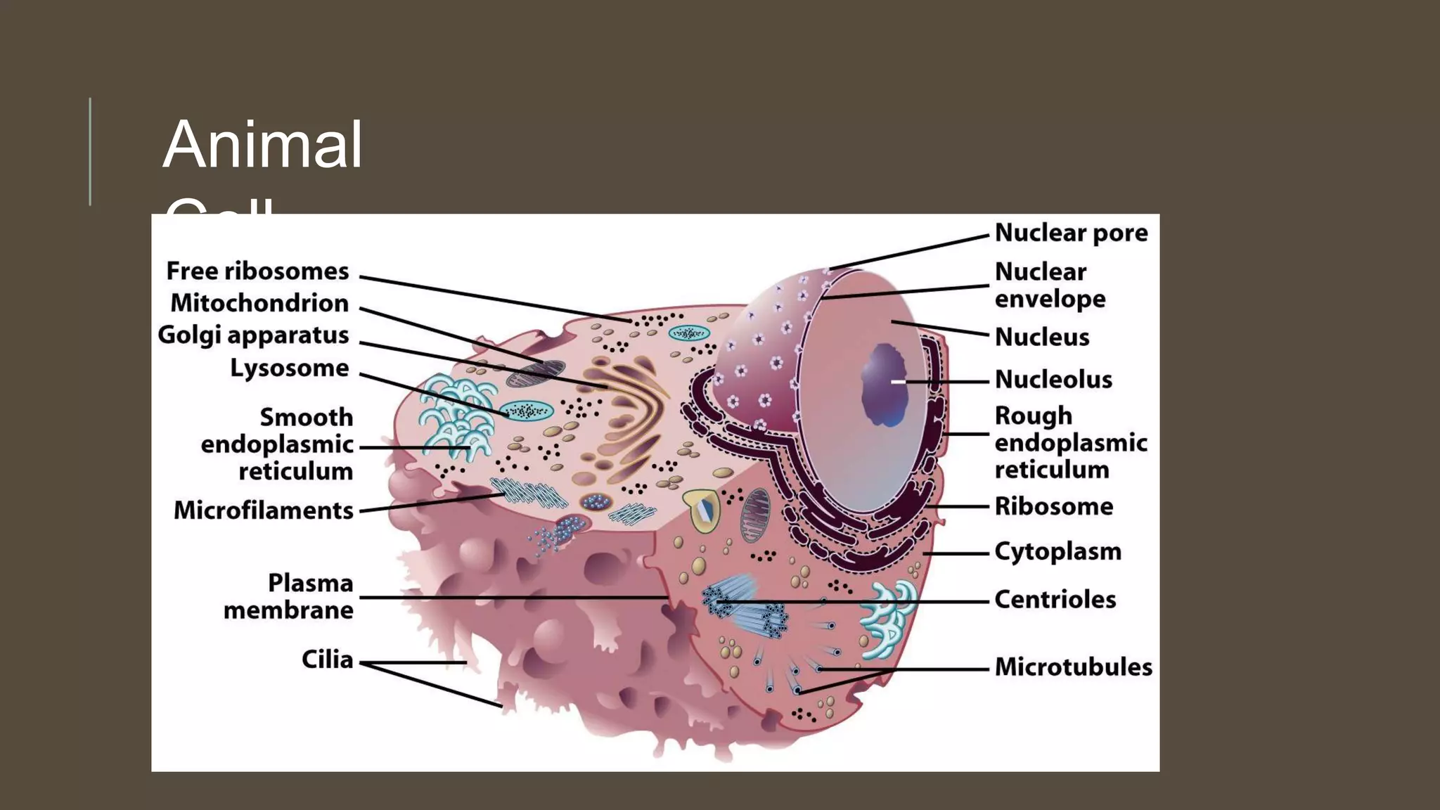 cell organelle | PPTX