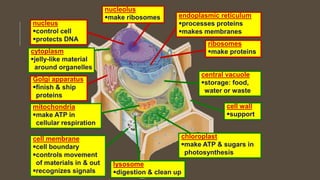cell organelle | PPTX | Biological Sciences | Science