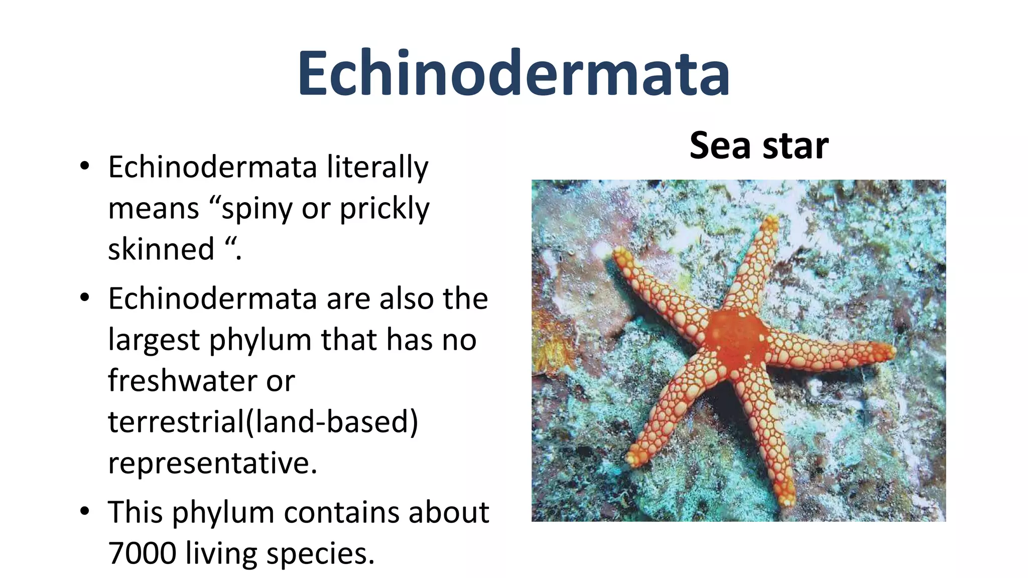 echinodermata and mollusca | PPTX