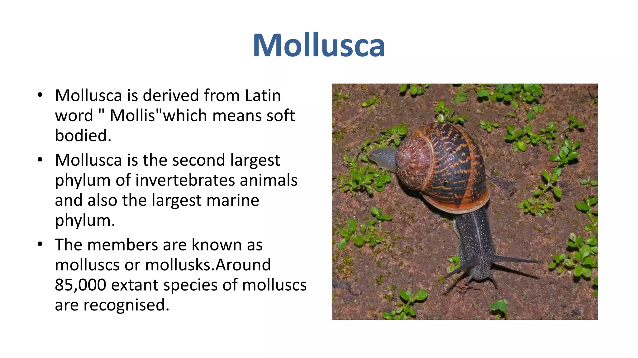 echinodermata and mollusca | PPTX