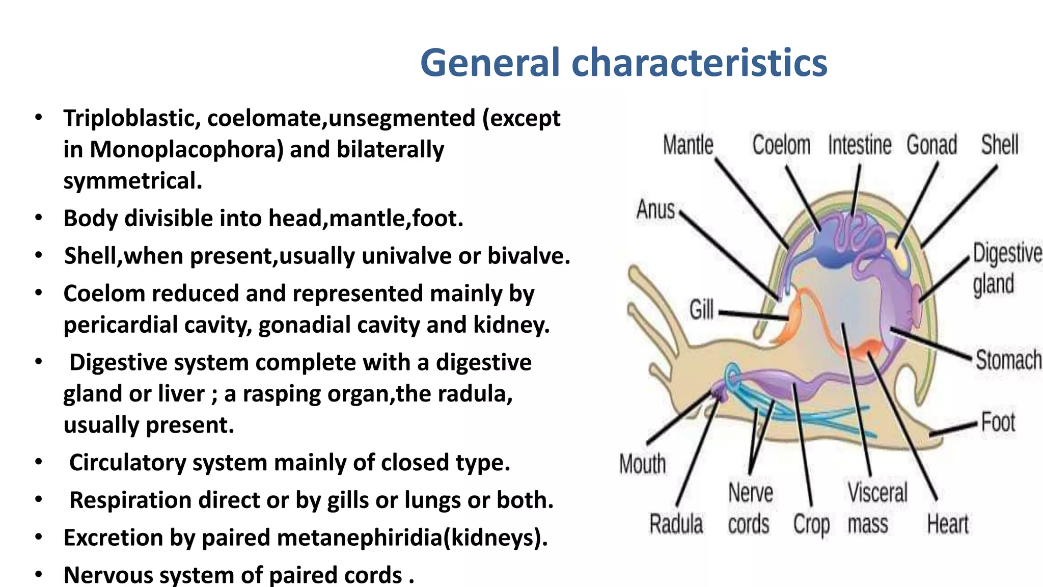 echinodermata and mollusca | PPTX
